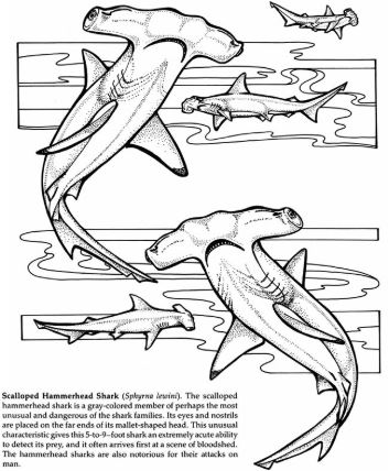 Sharks of the World Coloring Book - Northwest Nature Shop